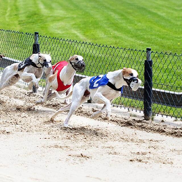 Belle Vue Greyhound Racing Stadium